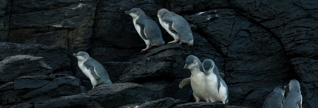 Akaroa Penguin Tours | Wildlife Tour | Akaroa Day Tours