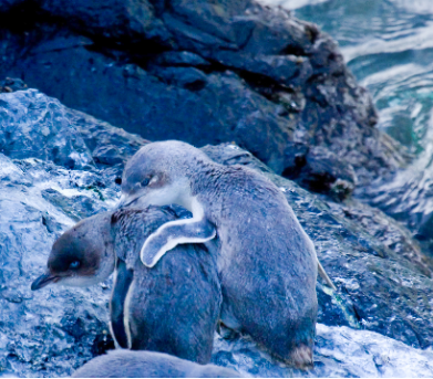 Akaroa Penguin Tours | Wildlife Tour | Akaroa Day Tours