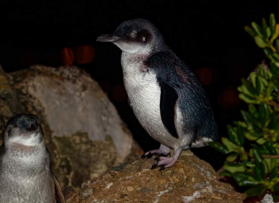 Pohatu Penguins, Nature, Sea Kayak & Penguin Tours in Akaroa